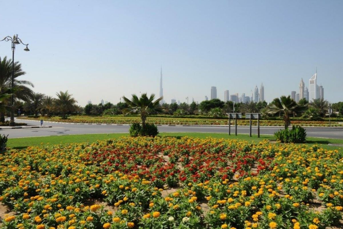 Dubai Municipality: 170,000 trees planted in 2021
