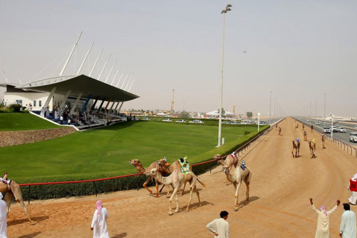 Experience the excitement of a camel race in Dubai