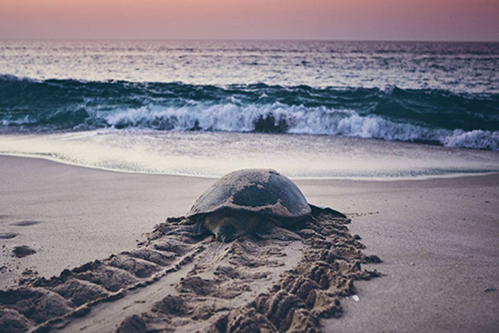Dubai Turtle Rehabilitation Centre: A Beacon of Hope for Sea Turtles