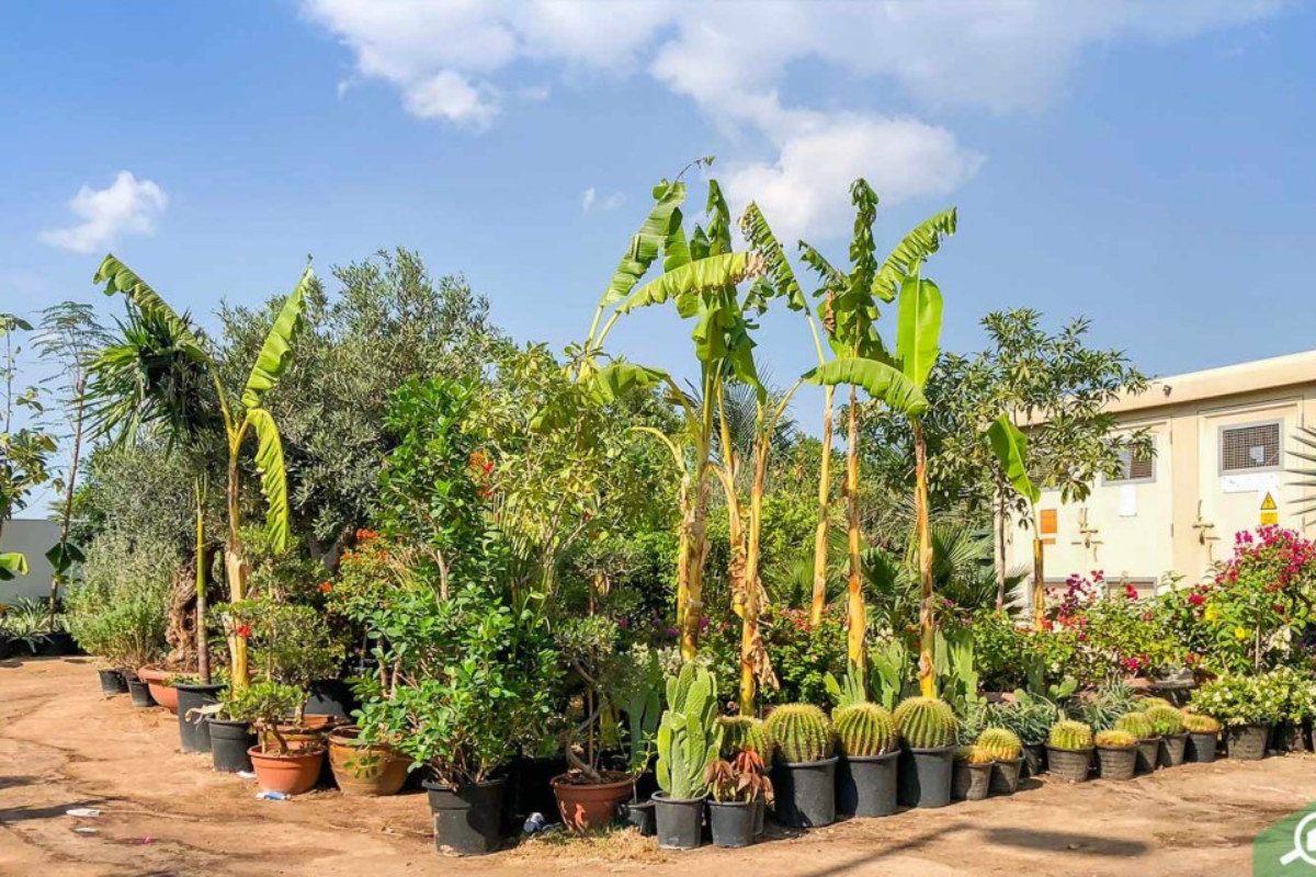 The Green Thumb Guide to the Best Plant Nurseries in Dubai