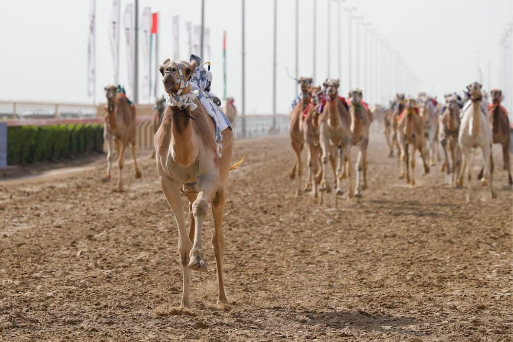 Dubai Camel Racing Club Guide: Events, Location & more