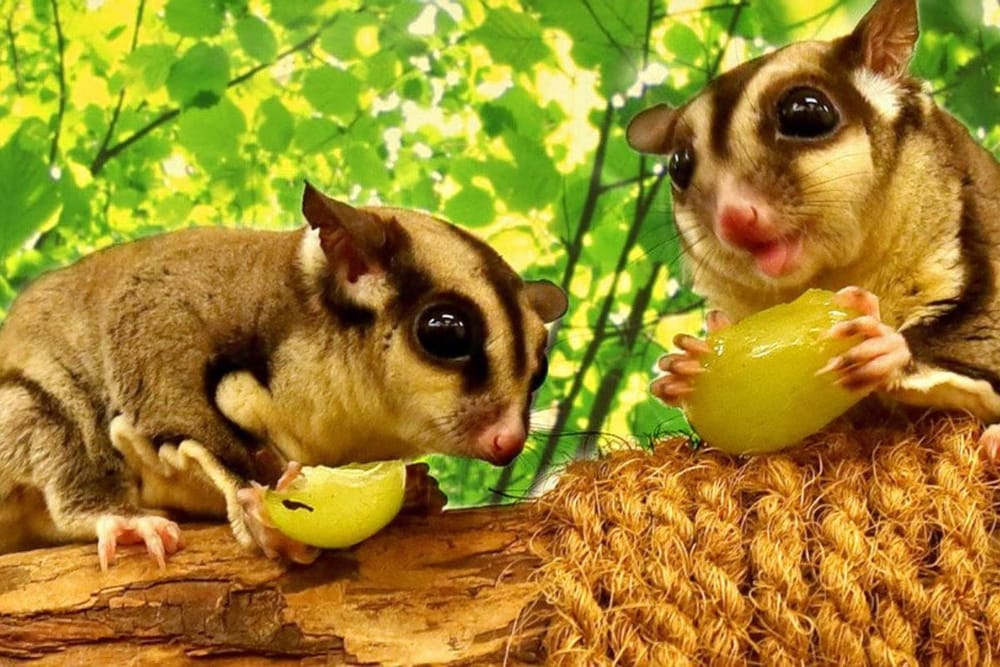 Dubai's Animal Kingdom: All the Wildlife You Can Encounter