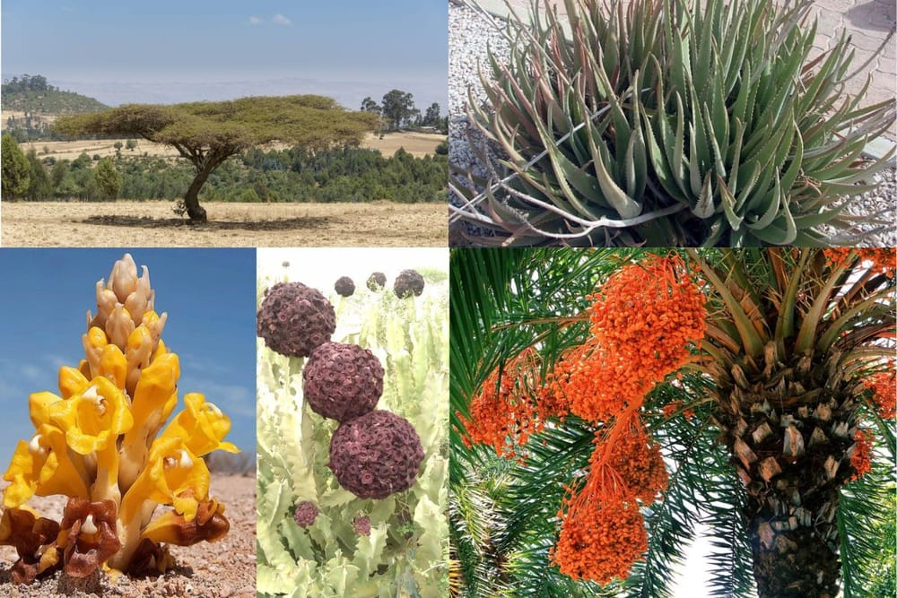 All About the Arabian Desert: Geography, Climate and More