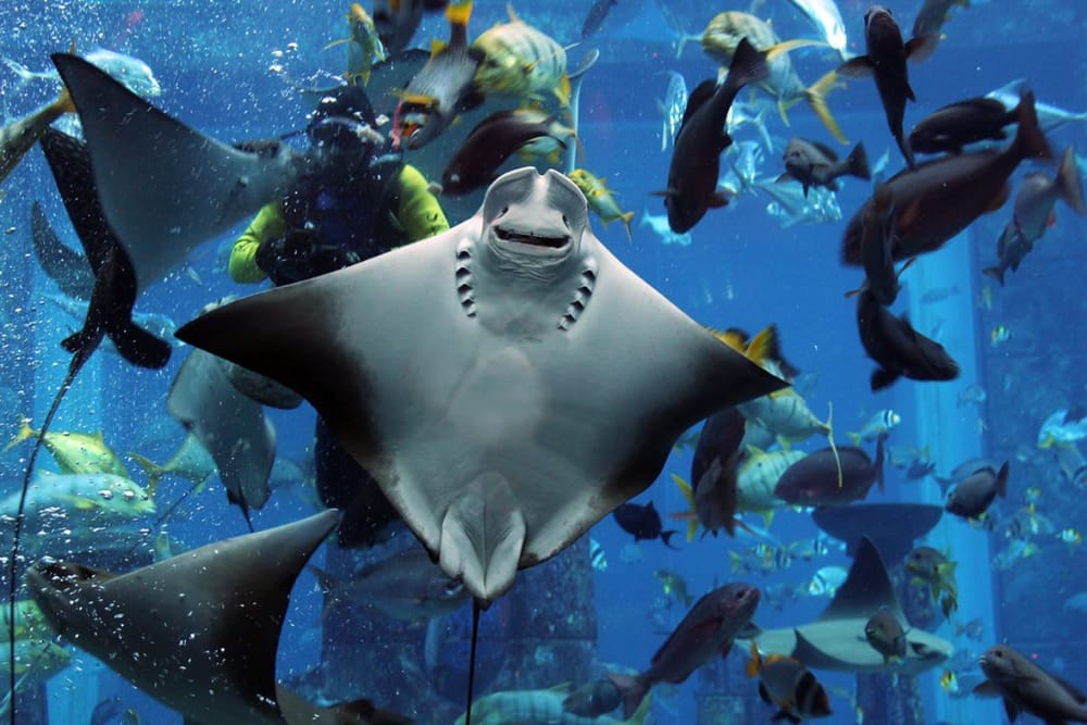 Dubai's Animal Kingdom: All the Wildlife You Can Encounter