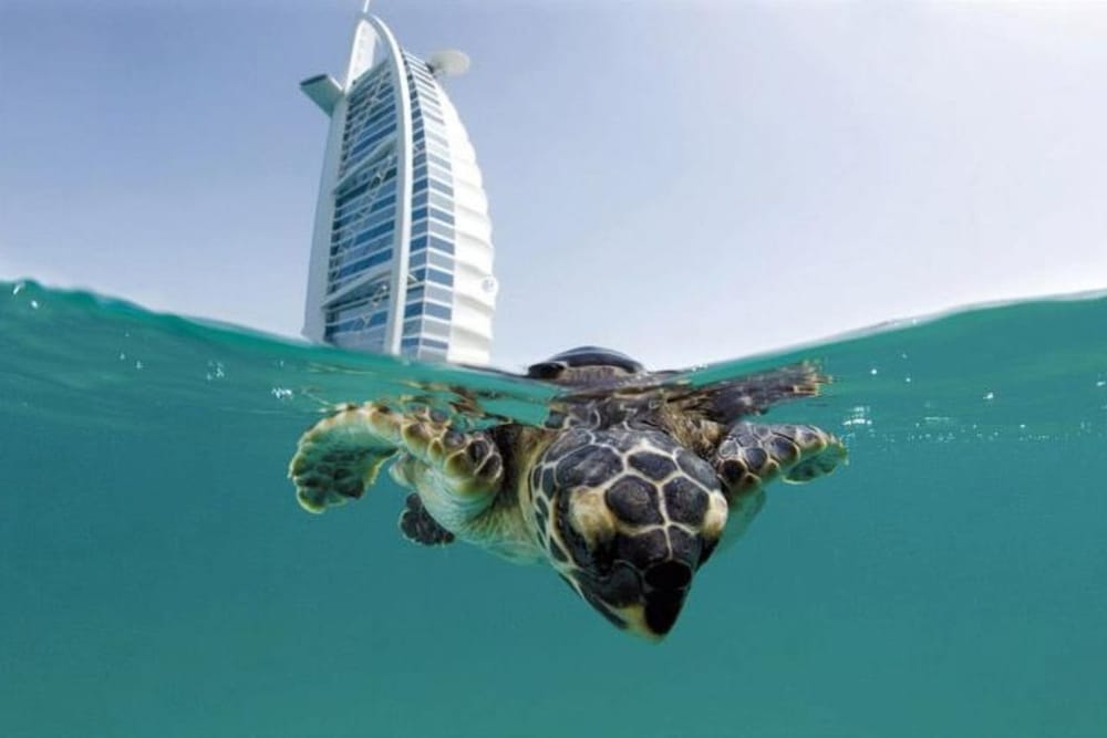 Dubai's Animal Kingdom: All the Wildlife You Can Encounter