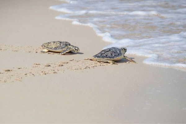Dubai Turtle Rehabilitation Centre: A Beacon of Hope for Sea Turtles