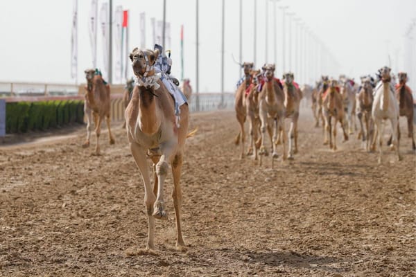 Dubai Camel Racing Club Guide: Events, Location & more