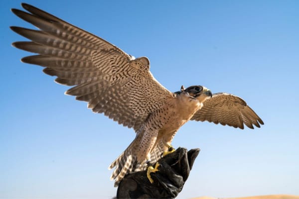 Dubai's Animal Kingdom: All the Wildlife You Can Encounter