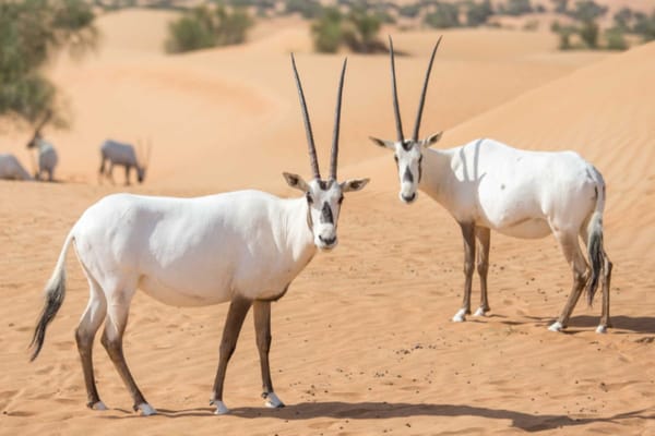 Dubai's Animal Kingdom: All the Wildlife You Can Encounter