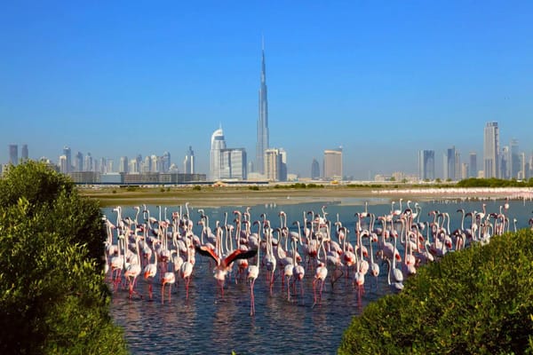 Dubai's Animal Kingdom: All the Wildlife You Can Encounter