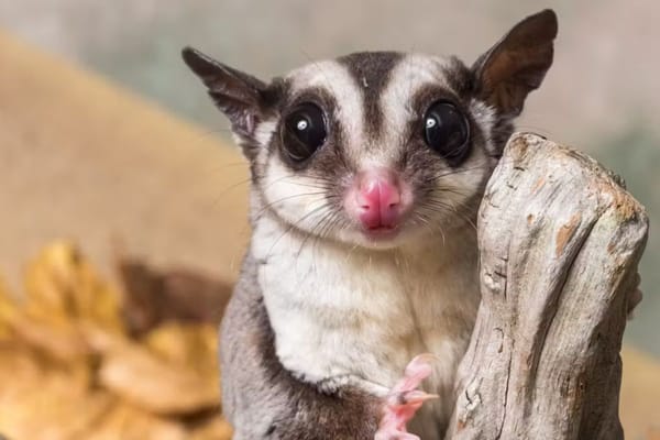 Dubai's Animal Kingdom: All the Wildlife You Can Encounter