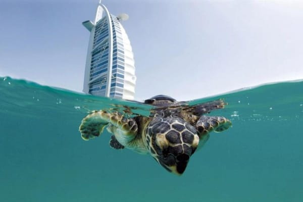 Dubai's Animal Kingdom: All the Wildlife You Can Encounter